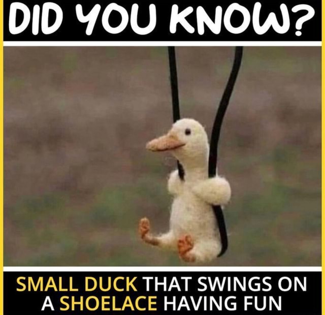 DID YOU KNOW? SMALL DUCK THAT SWINGS ON A SHOELACE HAVING FUN - iFunny ...