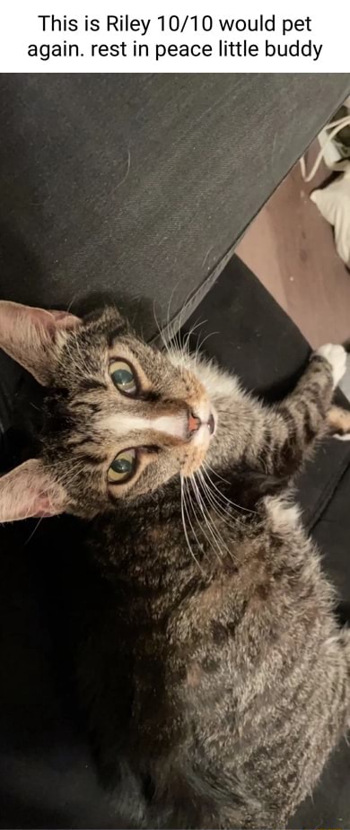 This is Riley would pet again. rest in peace little buddy - iFunny Brazil