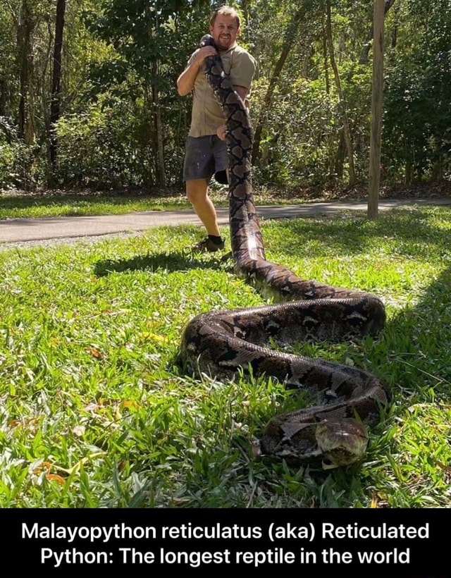 ANNE Malayopython reticulatus (aka) Reticulated Python: The longest ...