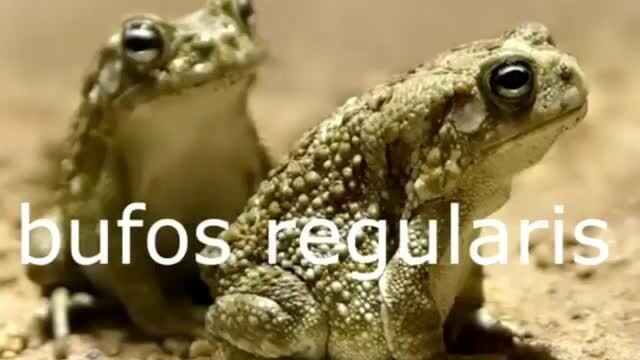 Bufos regularis - iFunny Brazil