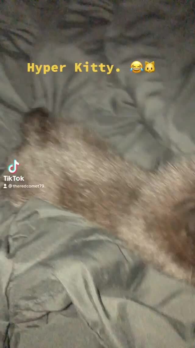 He's so hyper. 😂 - Hyper Kitty. TikTok - iFunny Brazil