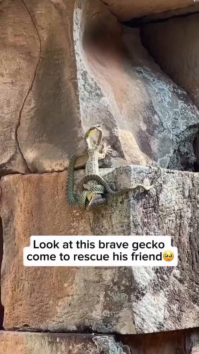 Look at this brave gecko come to rescue his friend - iFunny