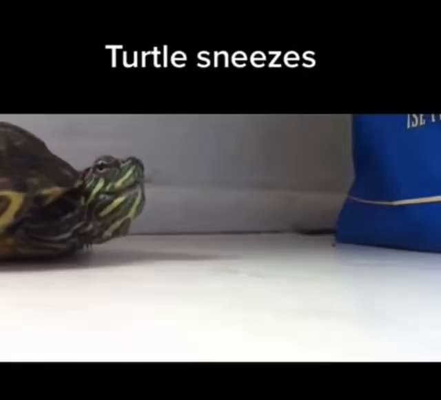 Turtle sneezes - iFunny Brazil