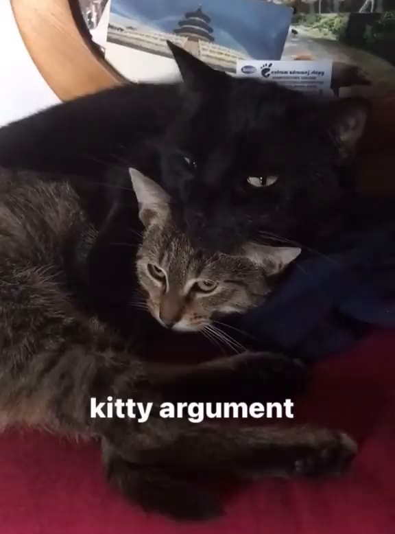 Kitty argument - iFunny Brazil
