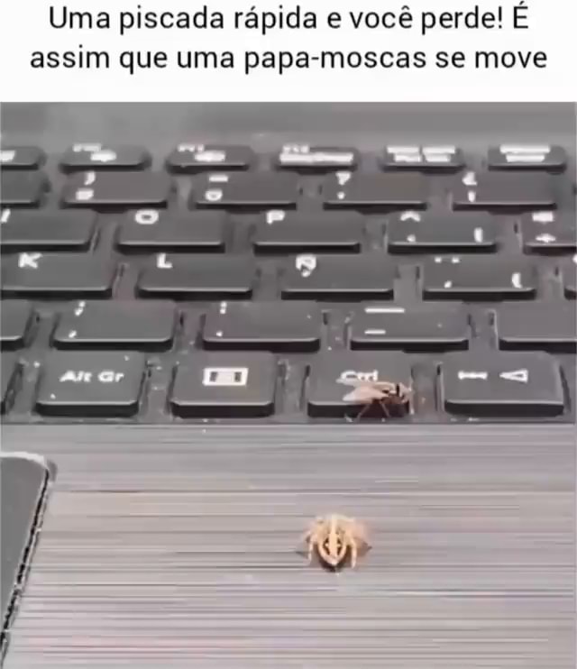 Uma piscada rápida e você perde! E assim que uma papa-moscas se move ...