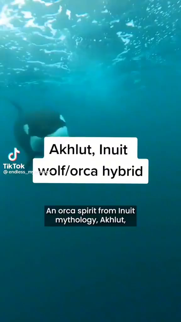 The Horror of the Ahklut - TikTok @endless_my Akhlut, Inuit hybrid An ...