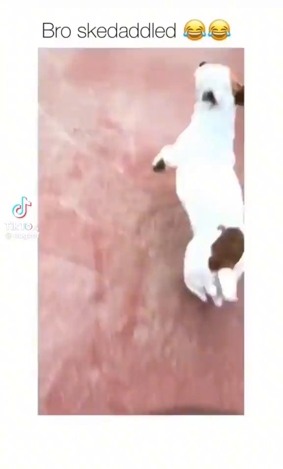 Bro skedaddled - iFunny Brazil