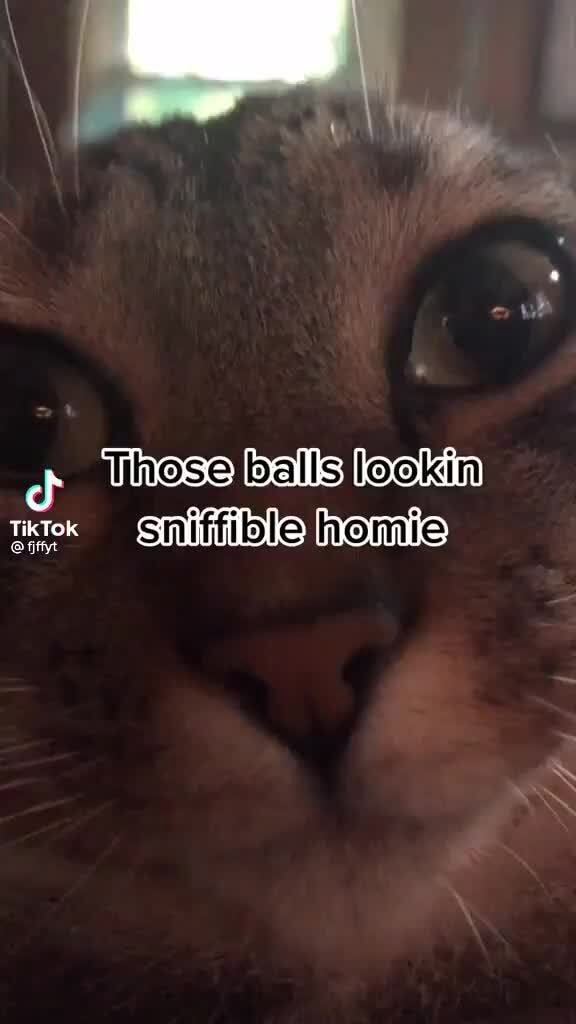 These balls loakin cf ile heme - iFunny Brazil