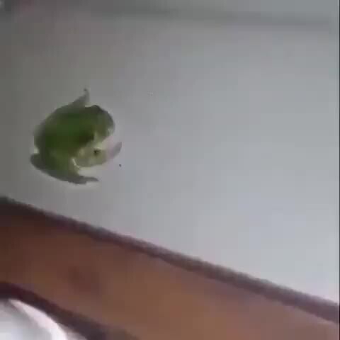 Frog Jumpscare - iFunny Brazil