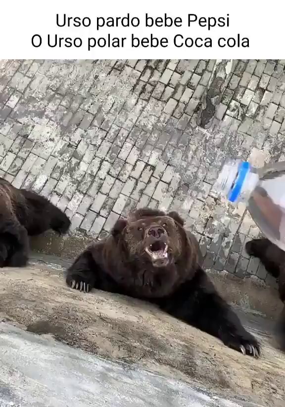 Urso pardo bebe Pepsi O Urso polar bebe Coca cola - iFunny Brazil