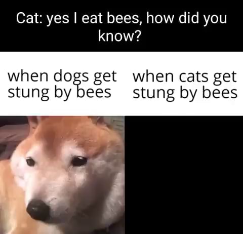 Cat: yes I eat bees, how did you know? when dogs get when cats get ...
