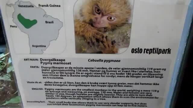 Osto reptilpark Pygmy marmoset Cebuella pygmaea Pygmy marmoset kap den ...