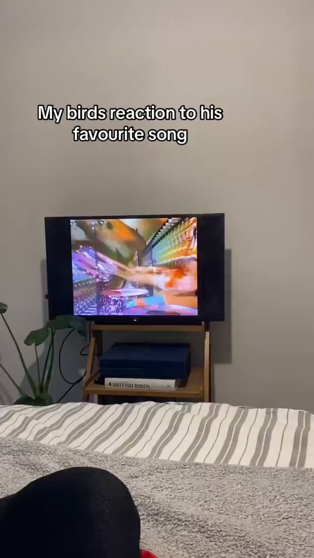 My birds reaction to his favourite song I - iFunny Brazil