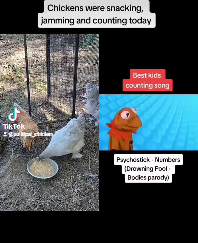 Chickens were snacking, jamming and counting today Best kids counting ... Chickens were snacking, jamming and counting today Best kids counting ...
