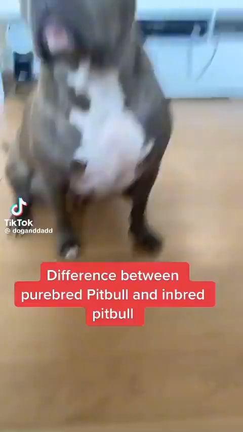 TikTok Difference between purebred Pitbull and inbred pitbull - iFunny ...