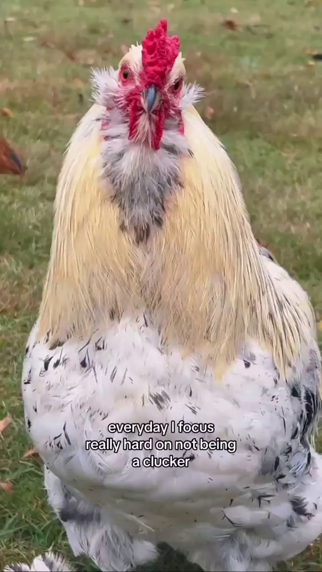 Everyday I focus really hard on not being a clucker - iFunny Brazil