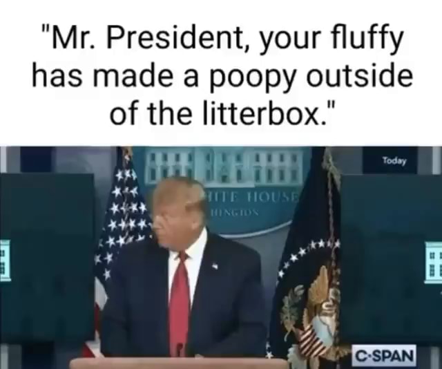 "Mr. President, your fluffy has made a poopy outside of the litterbox ...