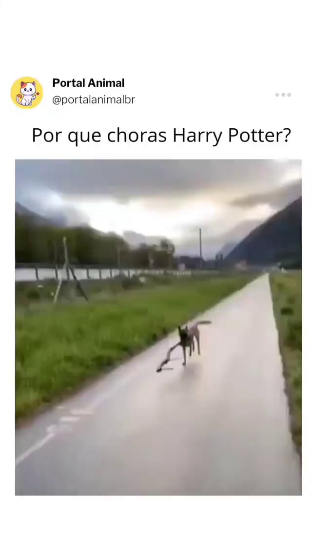 Portal Animal SÊ Eportalanimalbr Por que choras Harry Potter? - iFunny ...