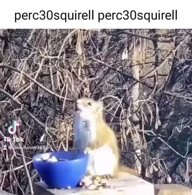 Peesi quiral - iFunny Brazil