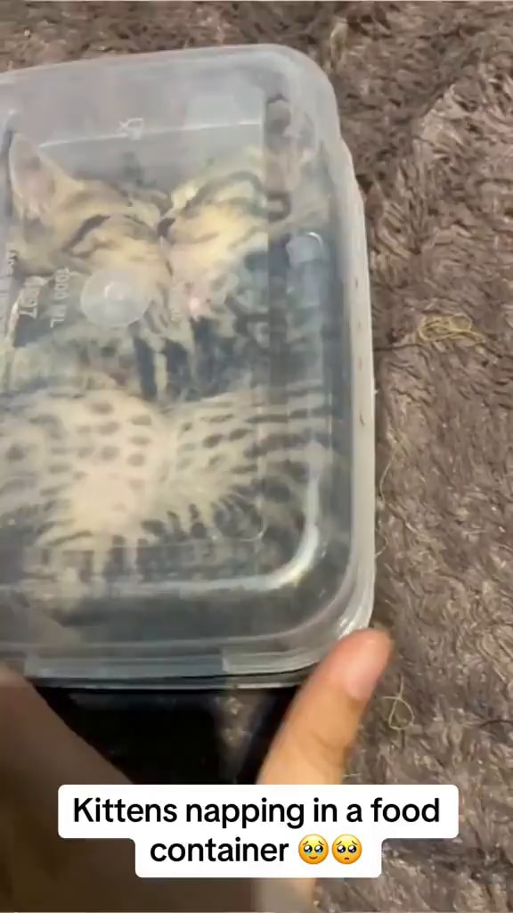 Kittens napping in a food container - iFunny Brazil