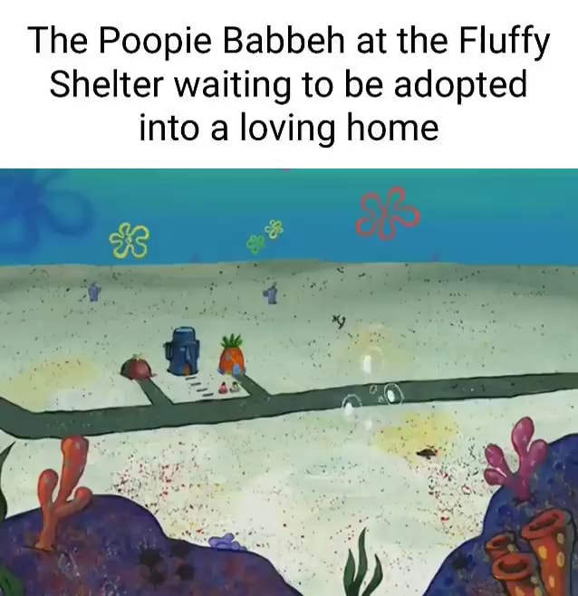 The Poopie Babbeh at the Fluffy Shelter waiting to be adopted into a ...