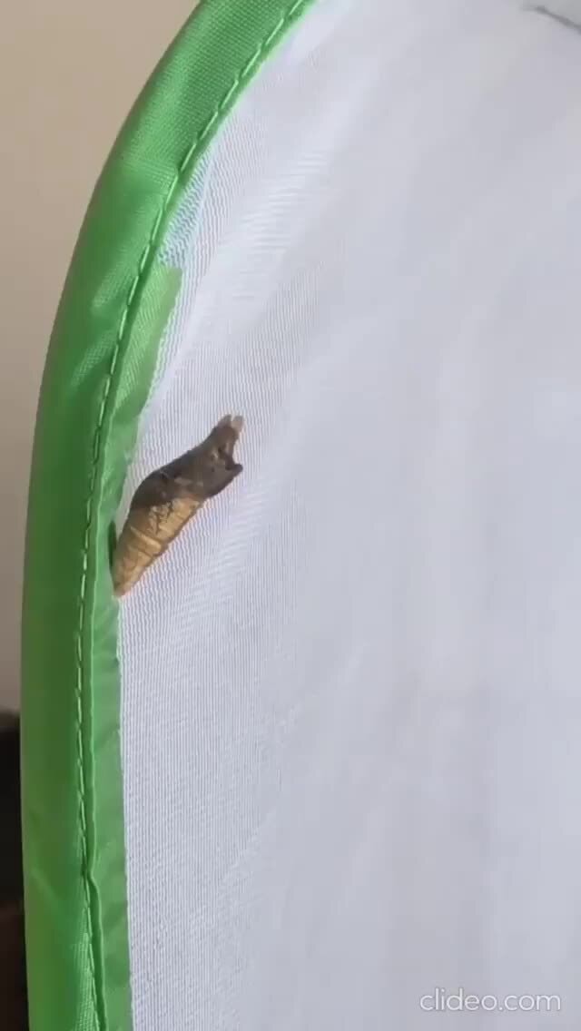 Fun fact: that fluid that you see drip into the chrysalis after the ...