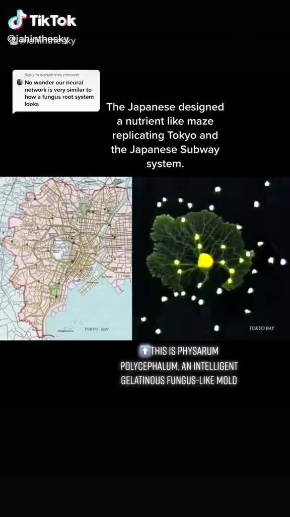 Fungal Intelligence - TikTek The Japanese designed a nutrient like maze ...