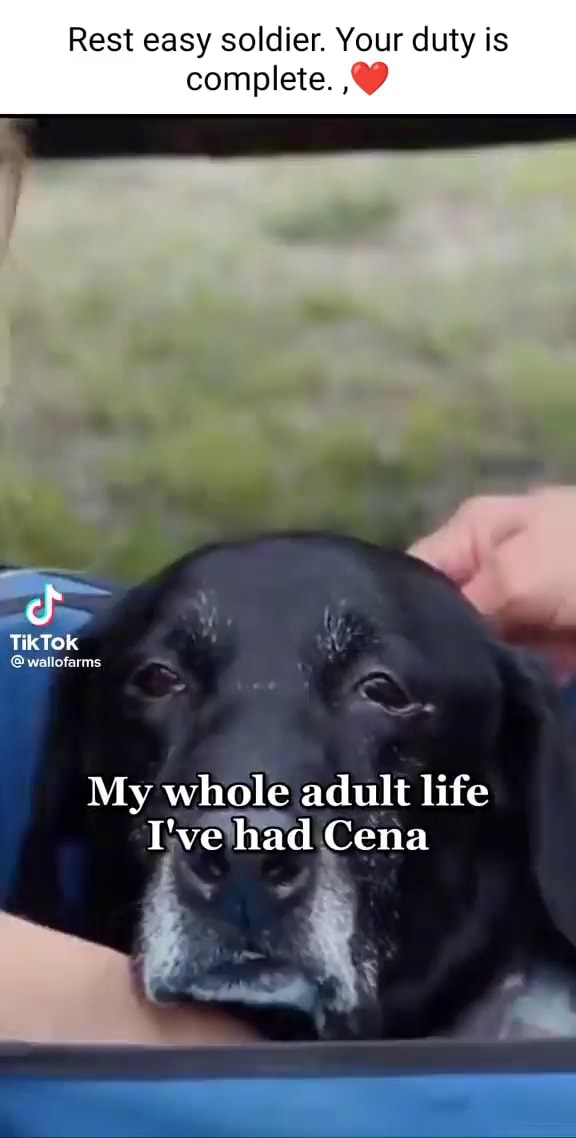 Rest easy soldier. Your duty is complete. TikTok @wallofarms My whole ...