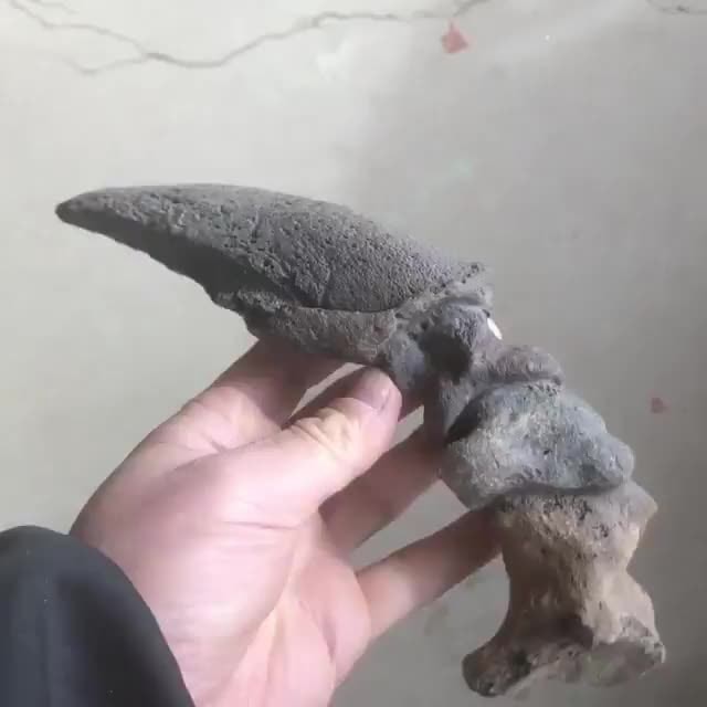 Fossil megalonyx (giant ground sloth) finger and claw from florida at ...