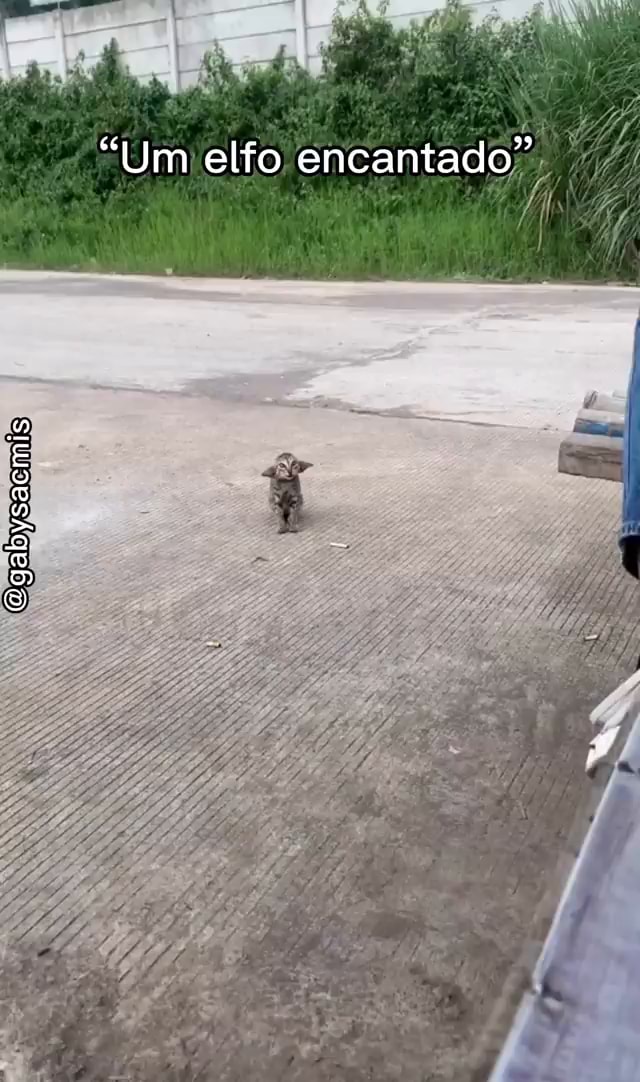 Ggabysacmis "Um elfo encantado" - iFunny Brazil